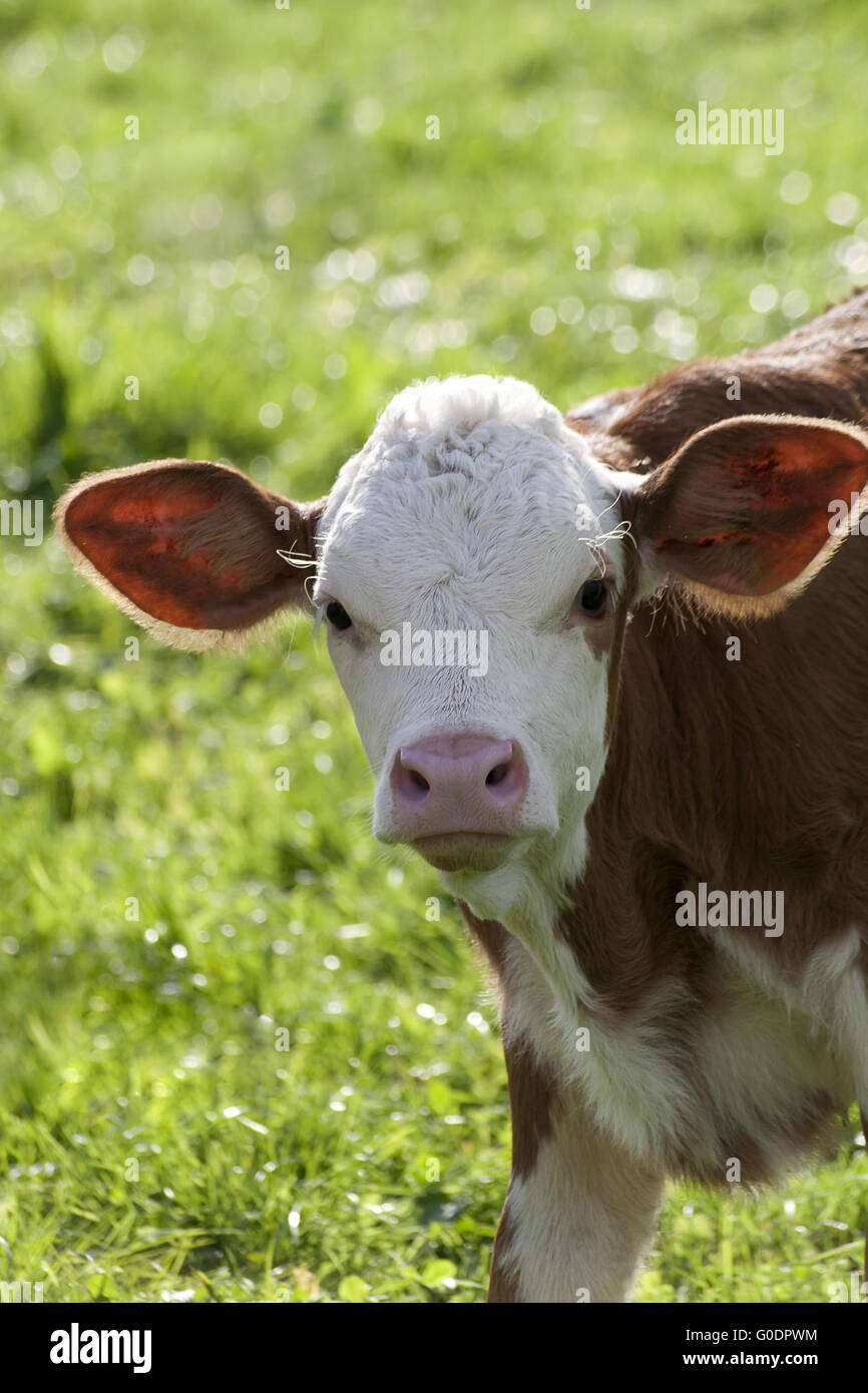 Calf outside on pasture Stock Photo - Alamy