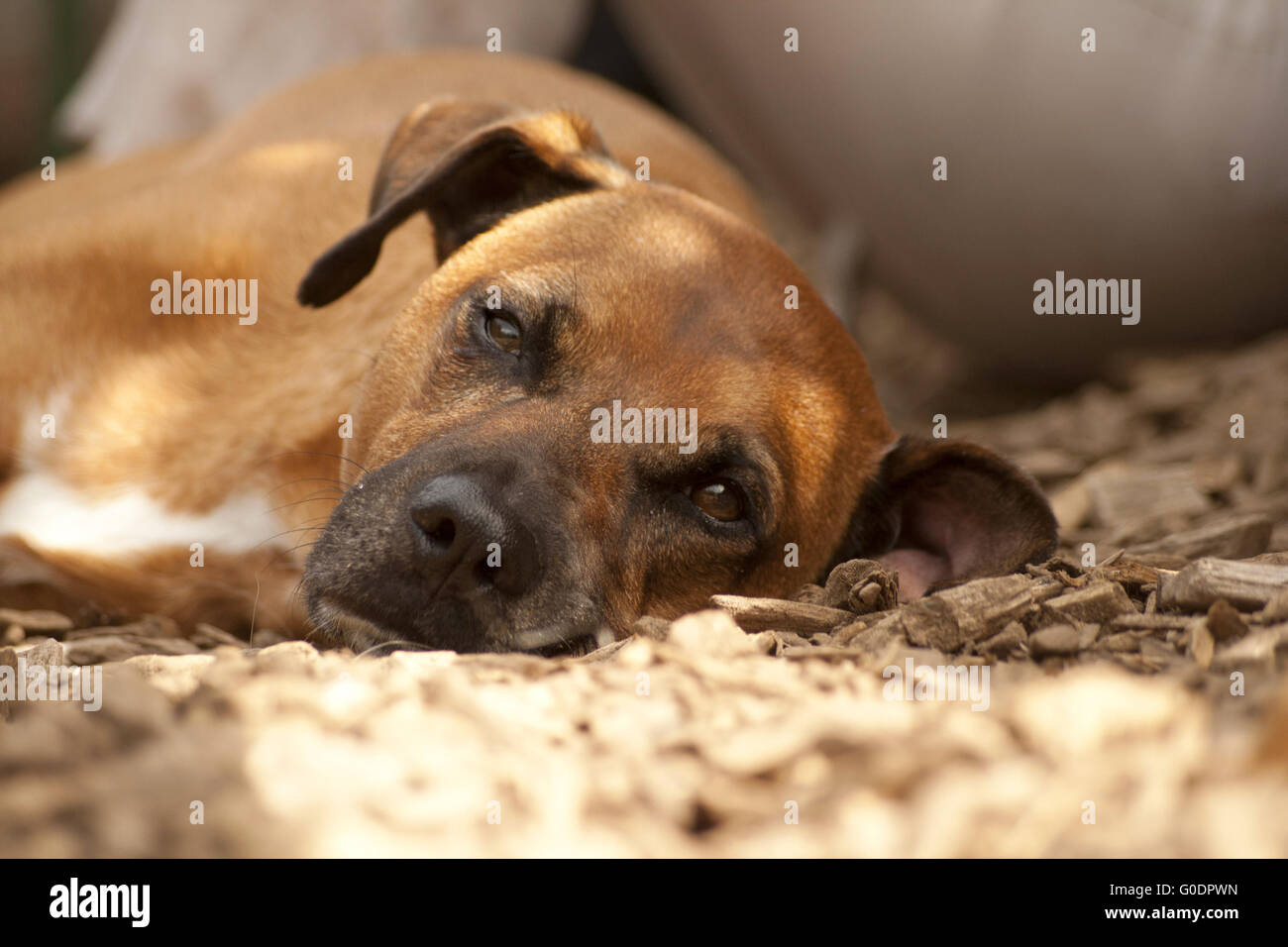 Sleeping security guard hi-res stock photography and images - Alamy