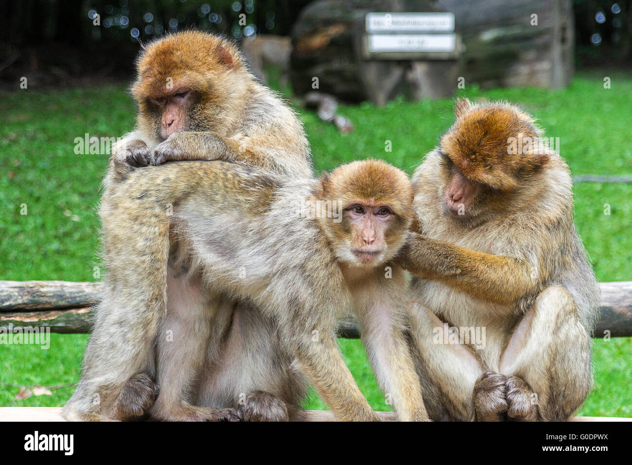 Coat monkeys hi-res stock photography and images - Alamy