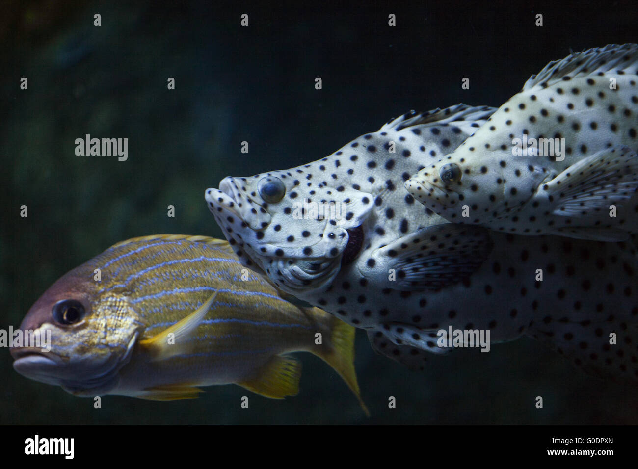 Three yellow fish hi-res stock photography and images - Alamy