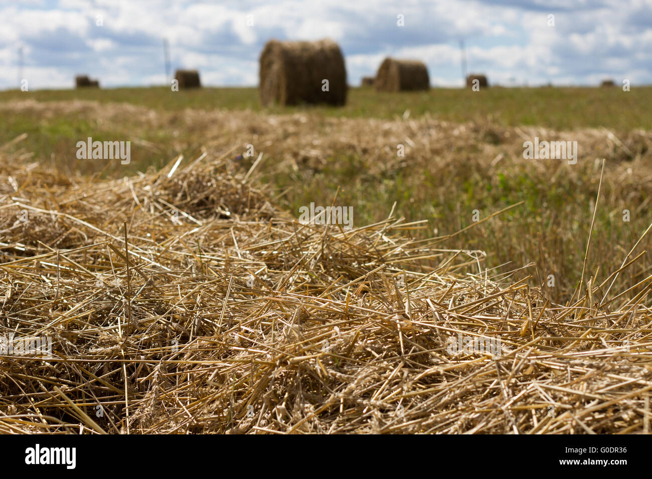 Wheat straw is dried at agricultural field Stock Photo - Alamy