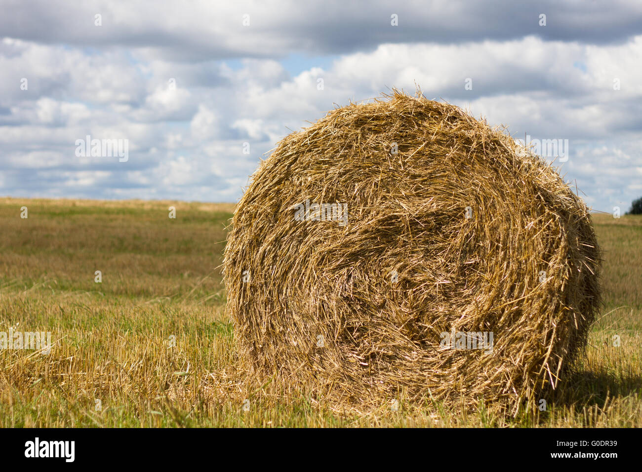 Agriculture straw gathered into a sheaf field harvest sky Stock Photo ...