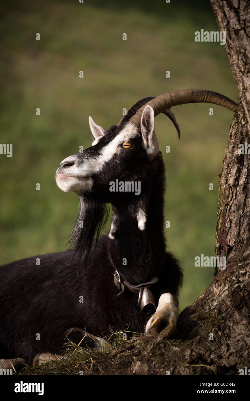 Milch goat hi-res stock photography and images - Alamy