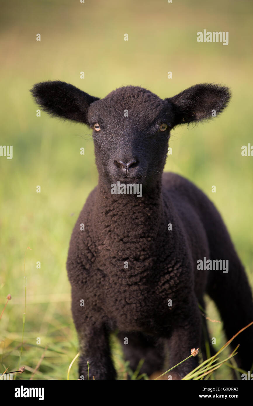 Pretty sheep hi-res stock photography and images - Alamy