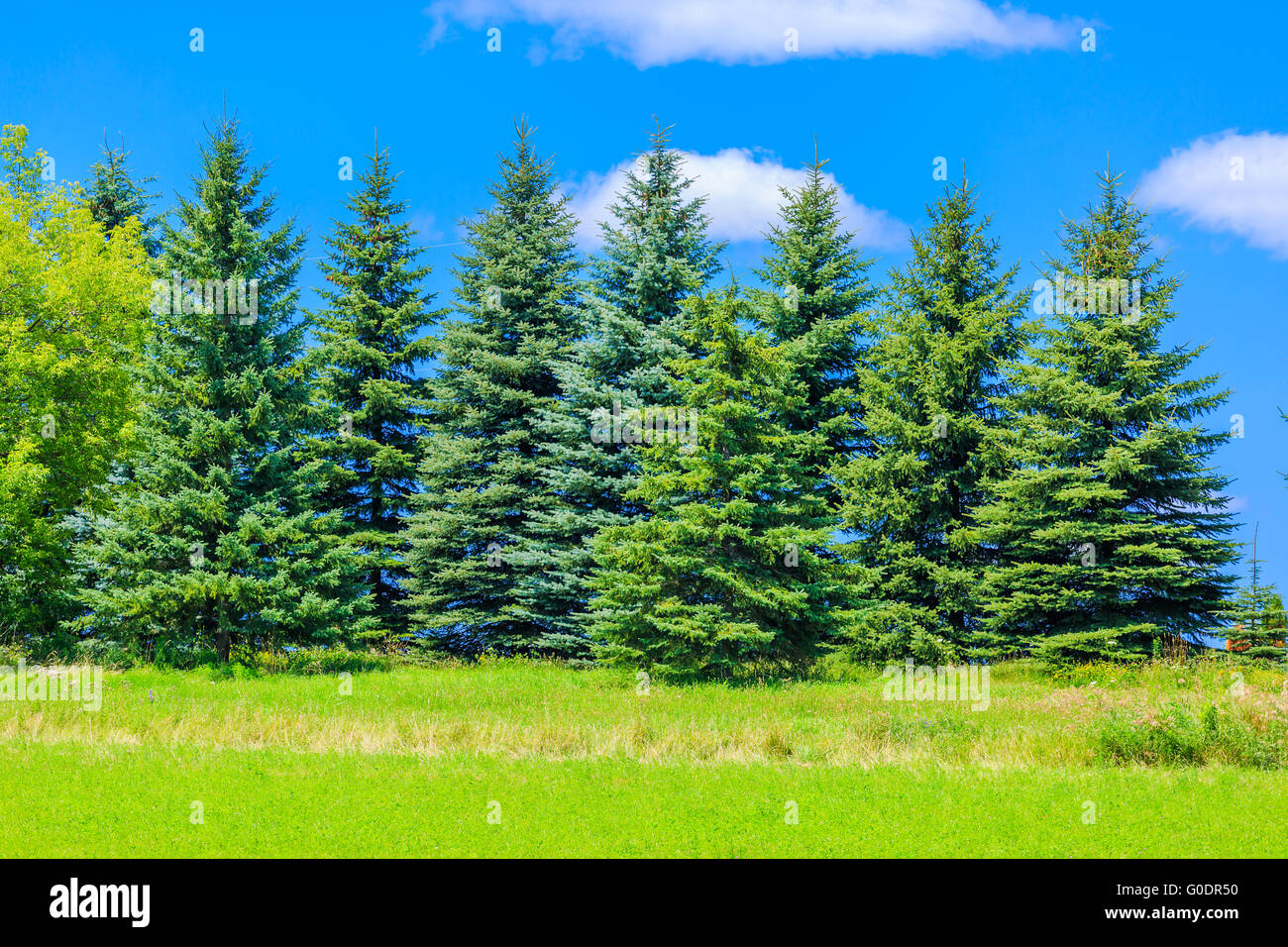 Beautiful pine trees on background high mountains Stock Photo - Alamy
