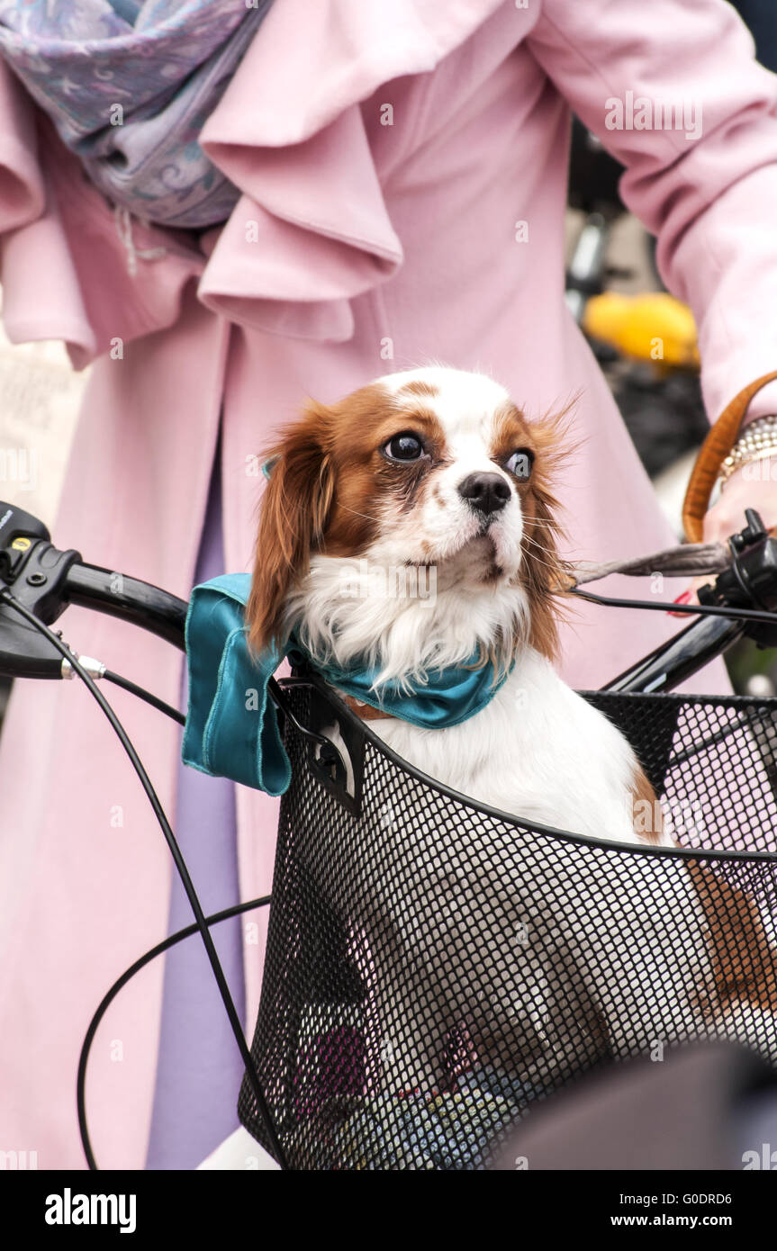 Little spaniel dog standing in bicycle basket Stock Photo - Alamy