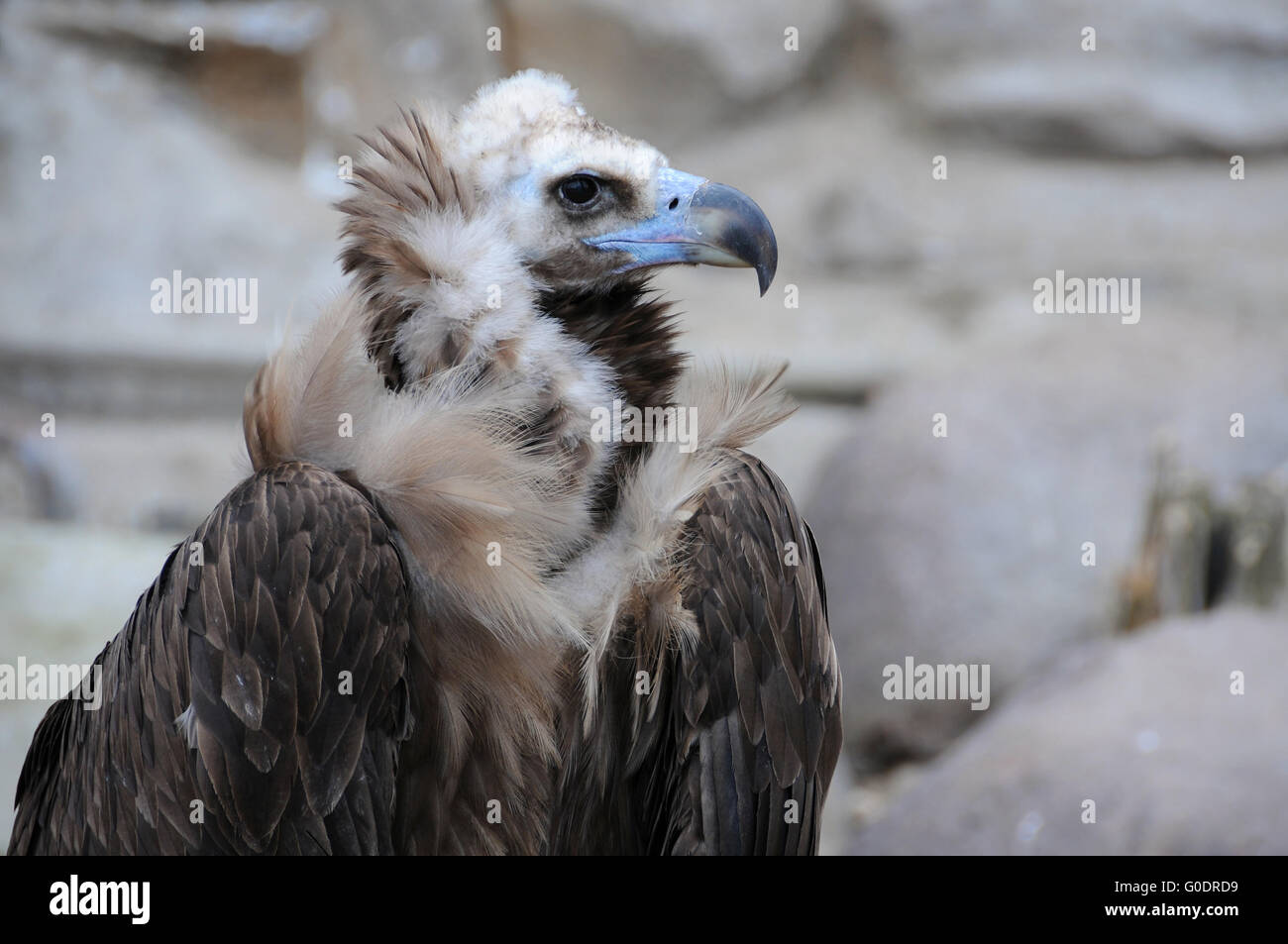 Black vulture close up hi-res stock photography and images - Alamy