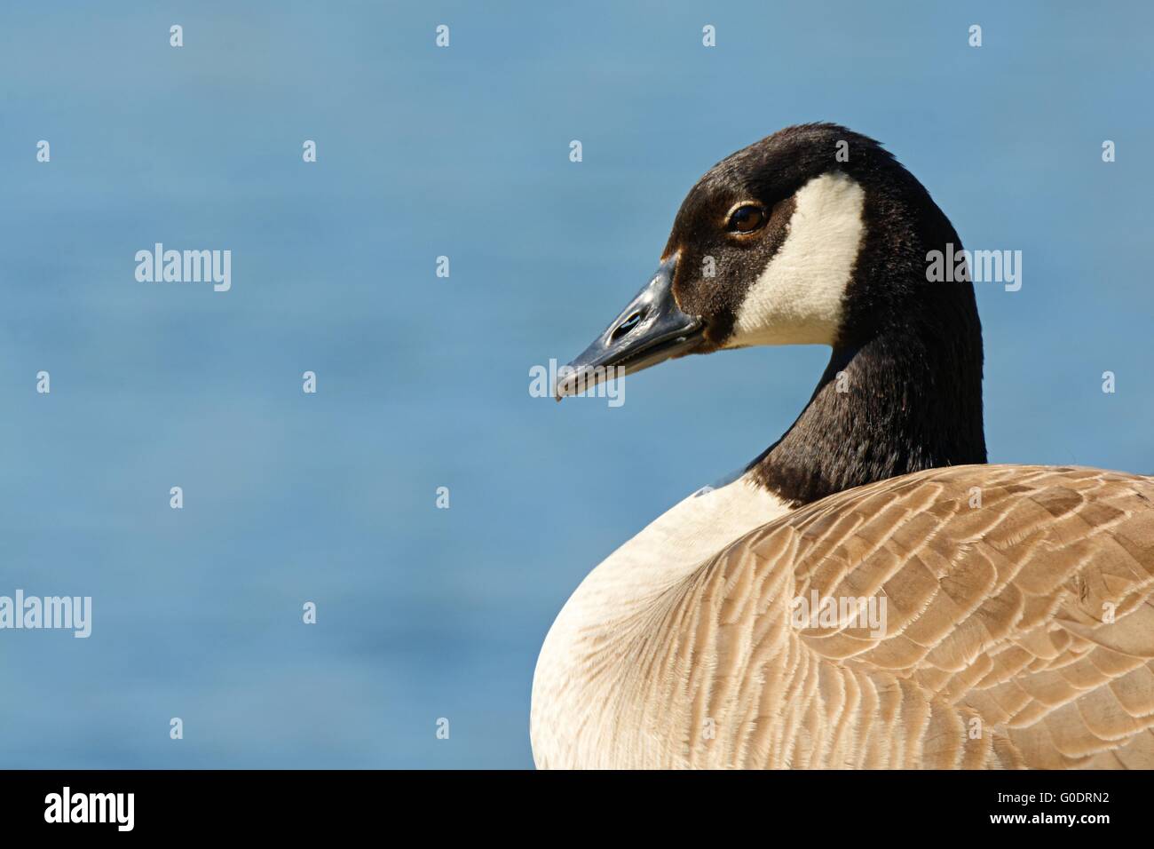Echte gaense hi-res stock photography and images - Alamy