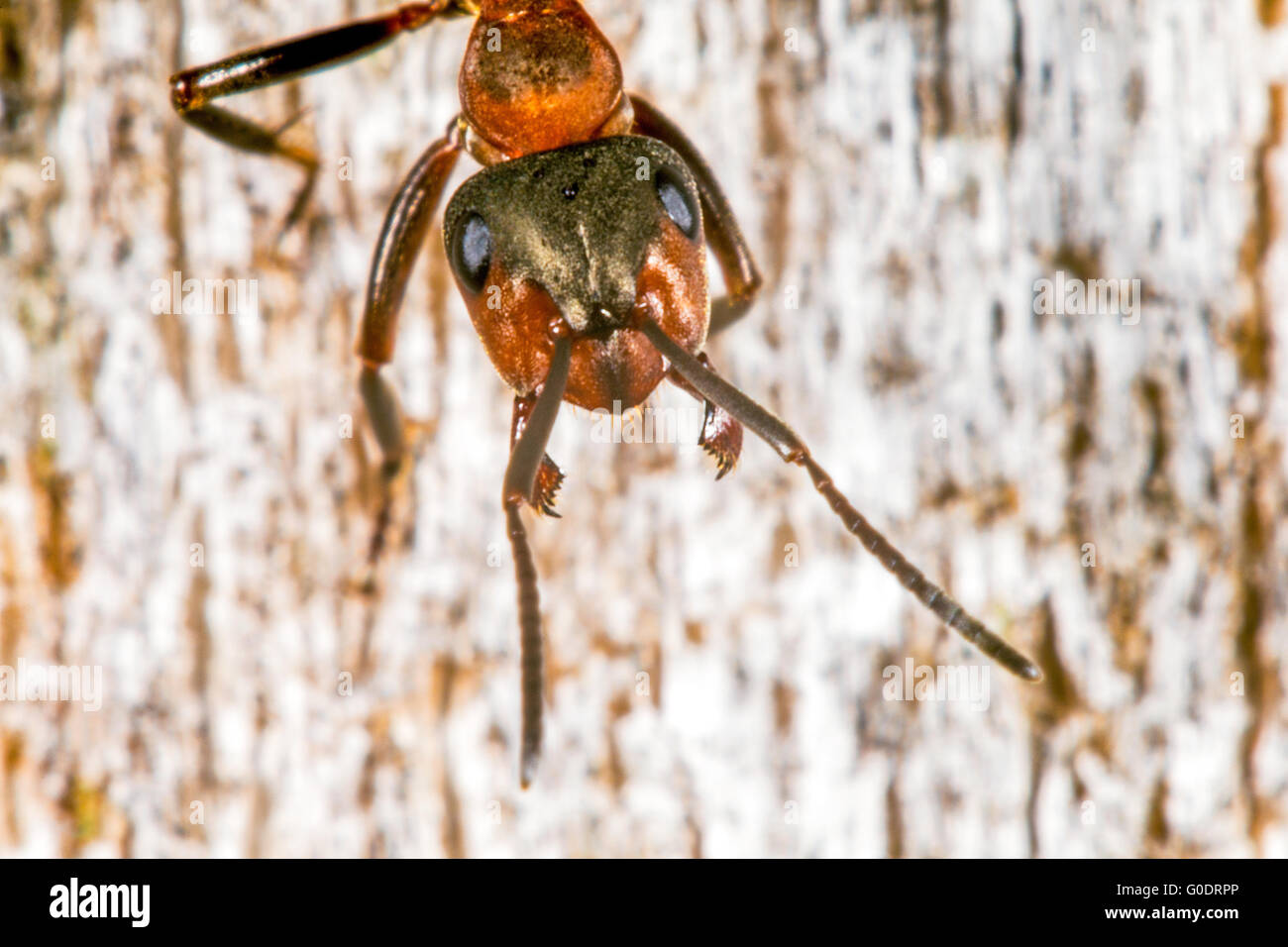 Ants formic acid hi-res stock photography and images - Alamy