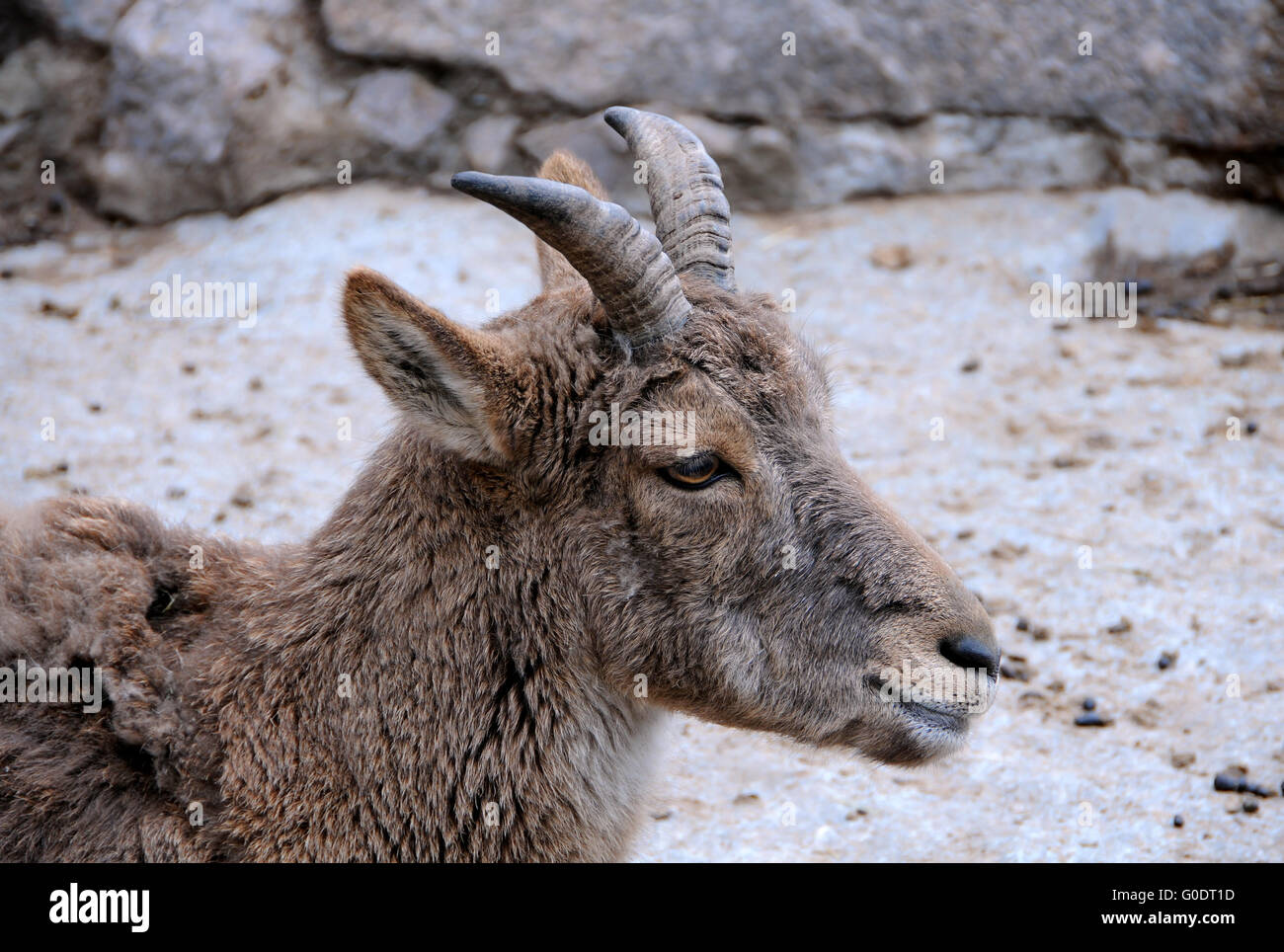 Portrait of Female Markhoor Stock Photo - Alamy