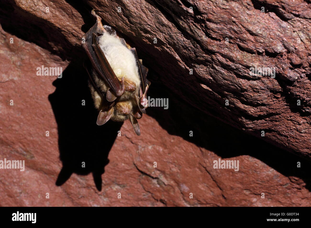 greater mouse-eared bat - hibernating in a mine ga Stock Photo - Alamy