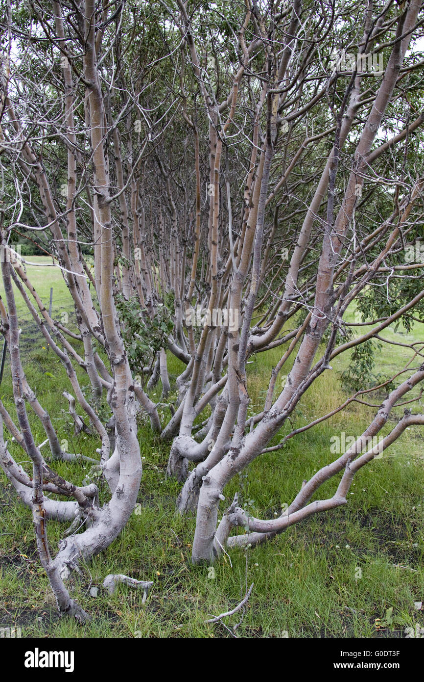 Trees on Iceland Stock Photo - Alamy