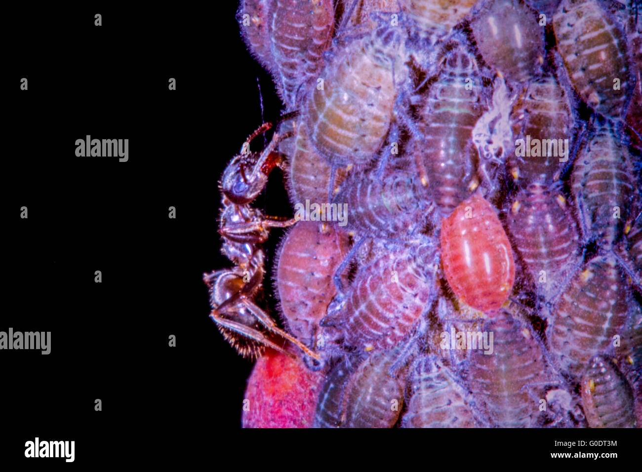 Reproductive ant hi-res stock photography and images - Alamy