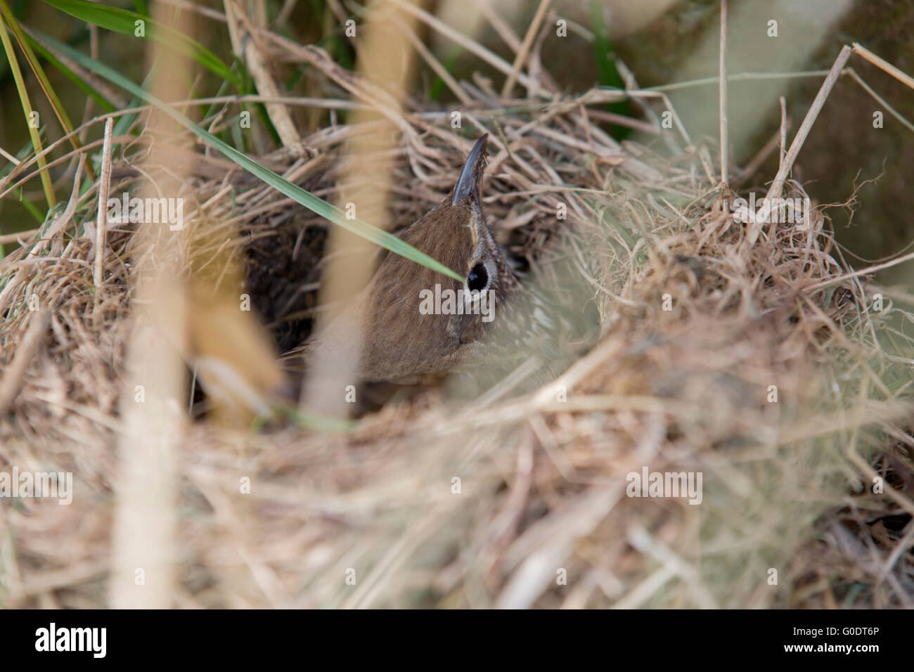 Thrush nest uk hi-res stock photography and images - Alamy
