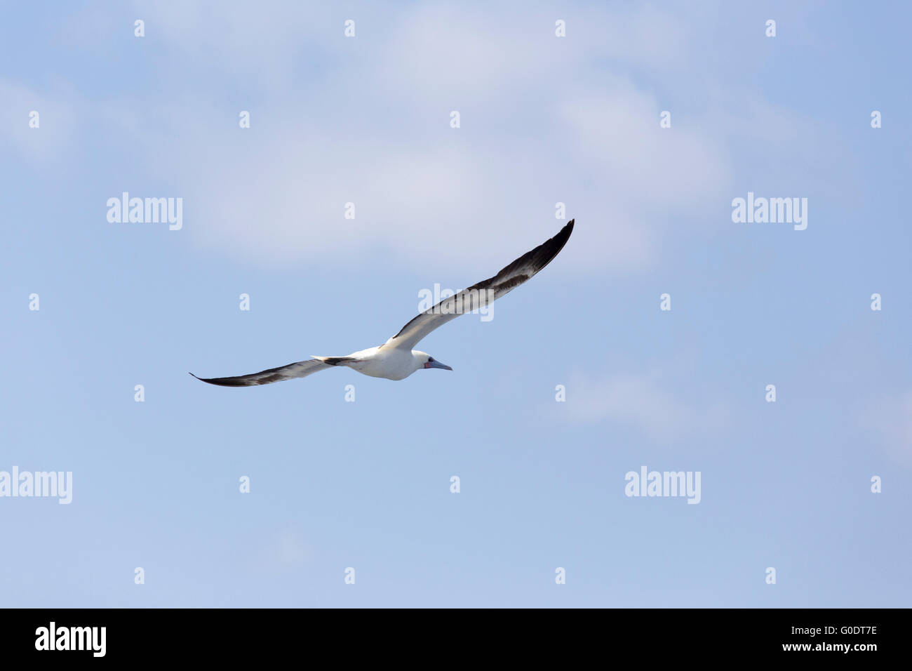 Seagull flying high up in the sky Stock Photo - Alamy