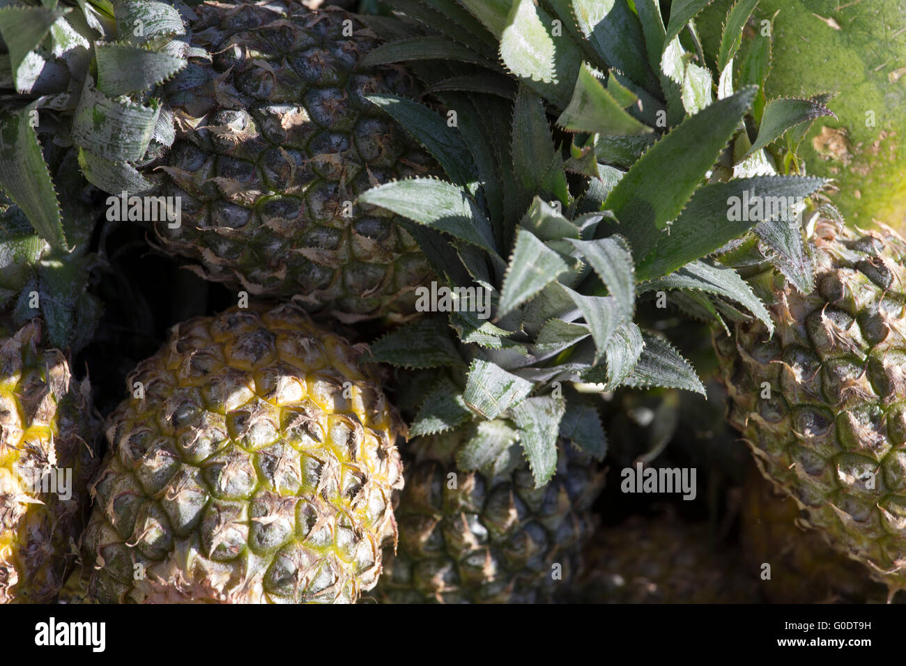 Pineapple background, photo close up Stock Photo - Alamy