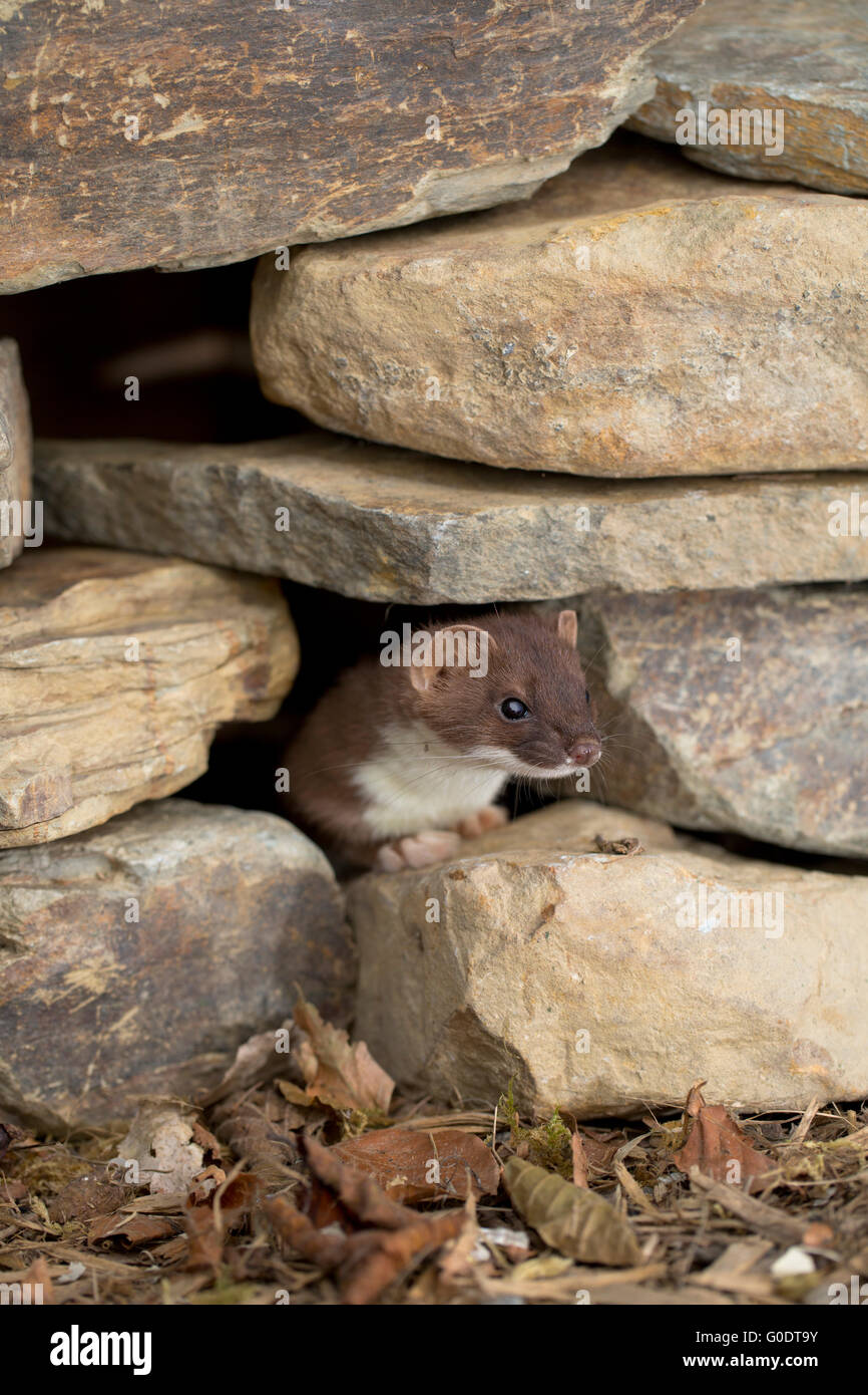 Stoat in uk hi-res stock photography and images - Alamy