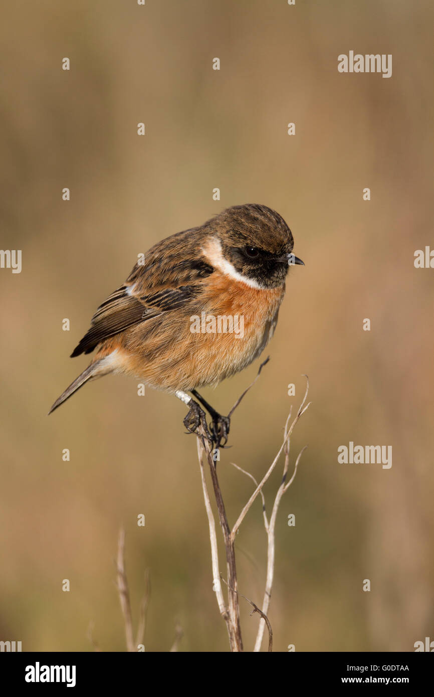 Stonechat; Saxicola torquata Single Male Winter Plumage Cornwall; UK ...