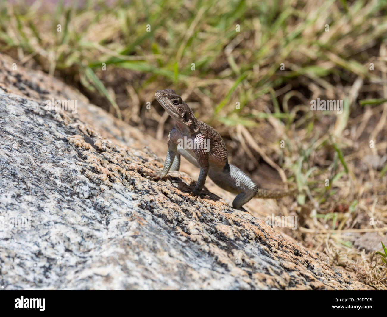 A lizard sitting on a rock warming up for the activies of the day ...