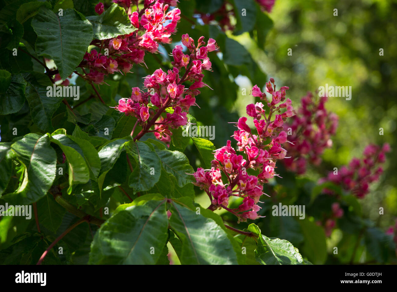 Red chestnut tree hi-res stock photography and images - Alamy