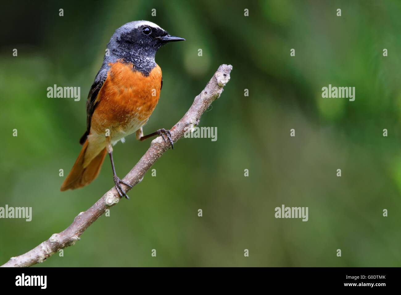 Black redstart at nest box hi-res stock photography and images - Alamy