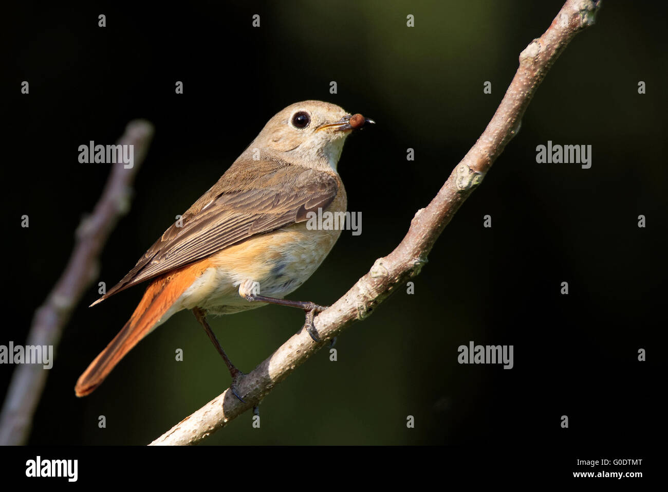female Common redstart Stock Photo - Alamy
