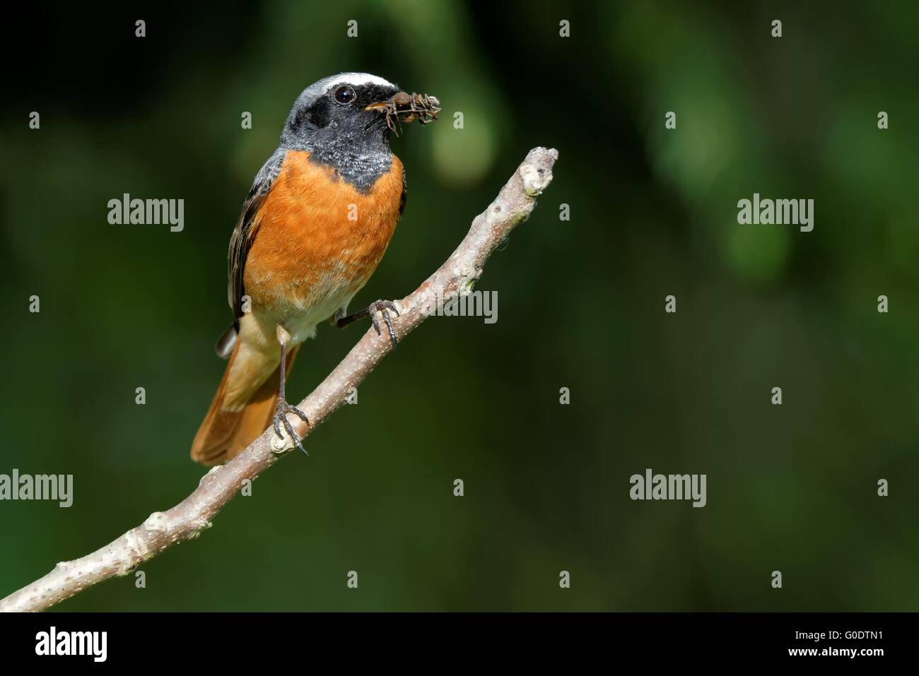Black redstart at nest box hi-res stock photography and images - Alamy