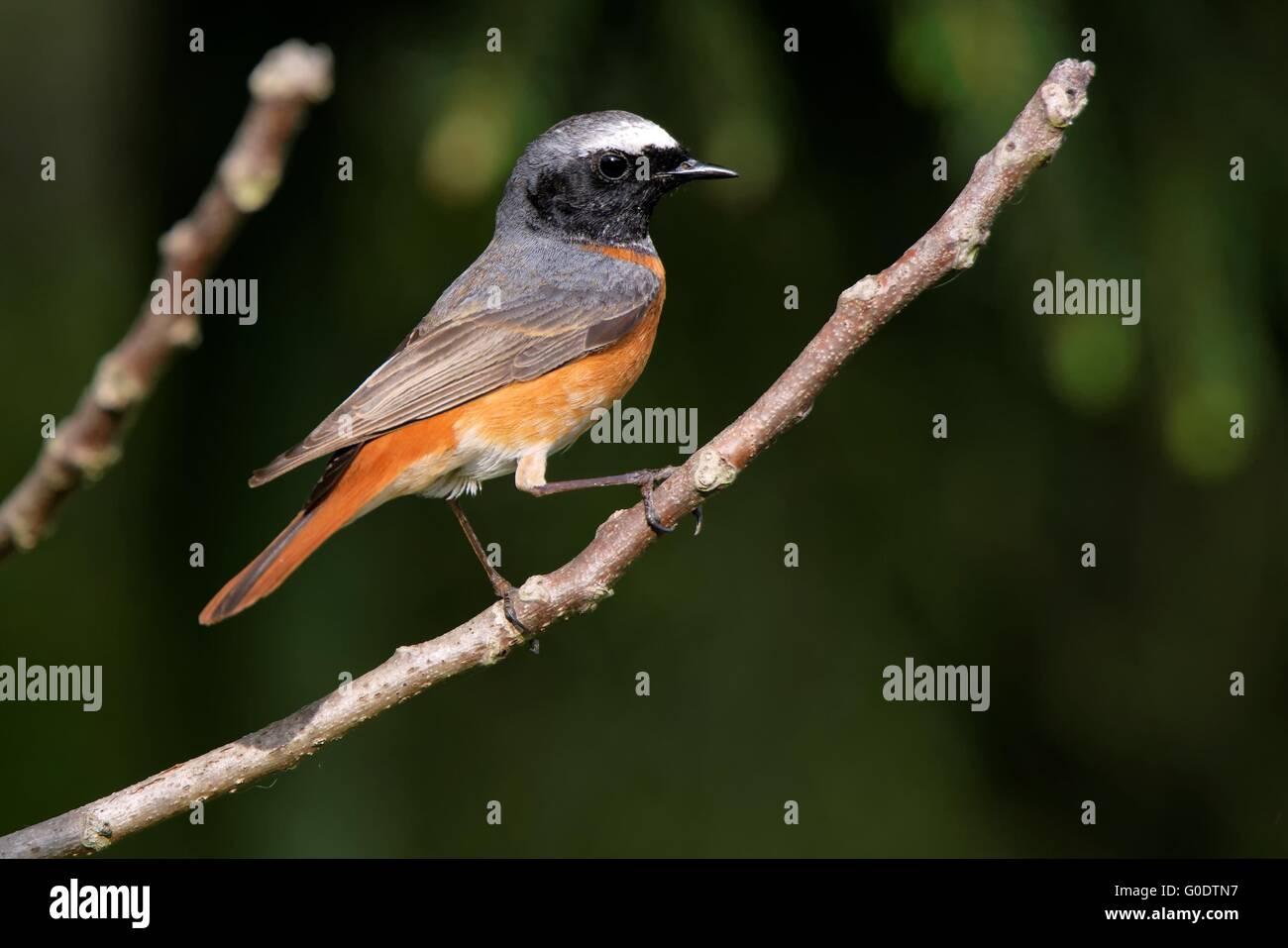 Black redstart at nest box hi-res stock photography and images - Alamy