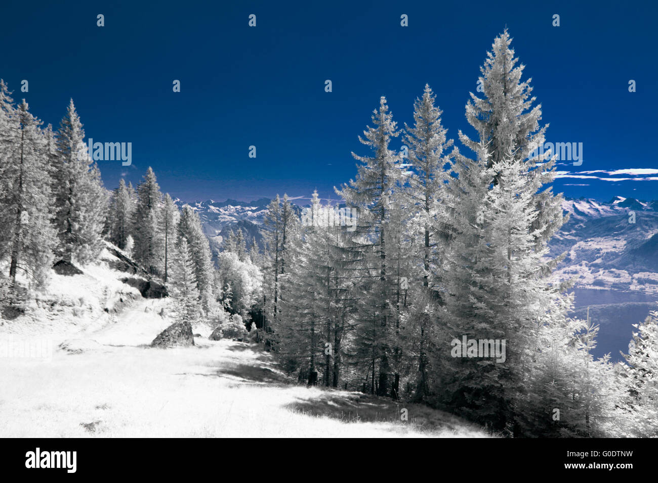 Trees in the alps Stock Photo - Alamy