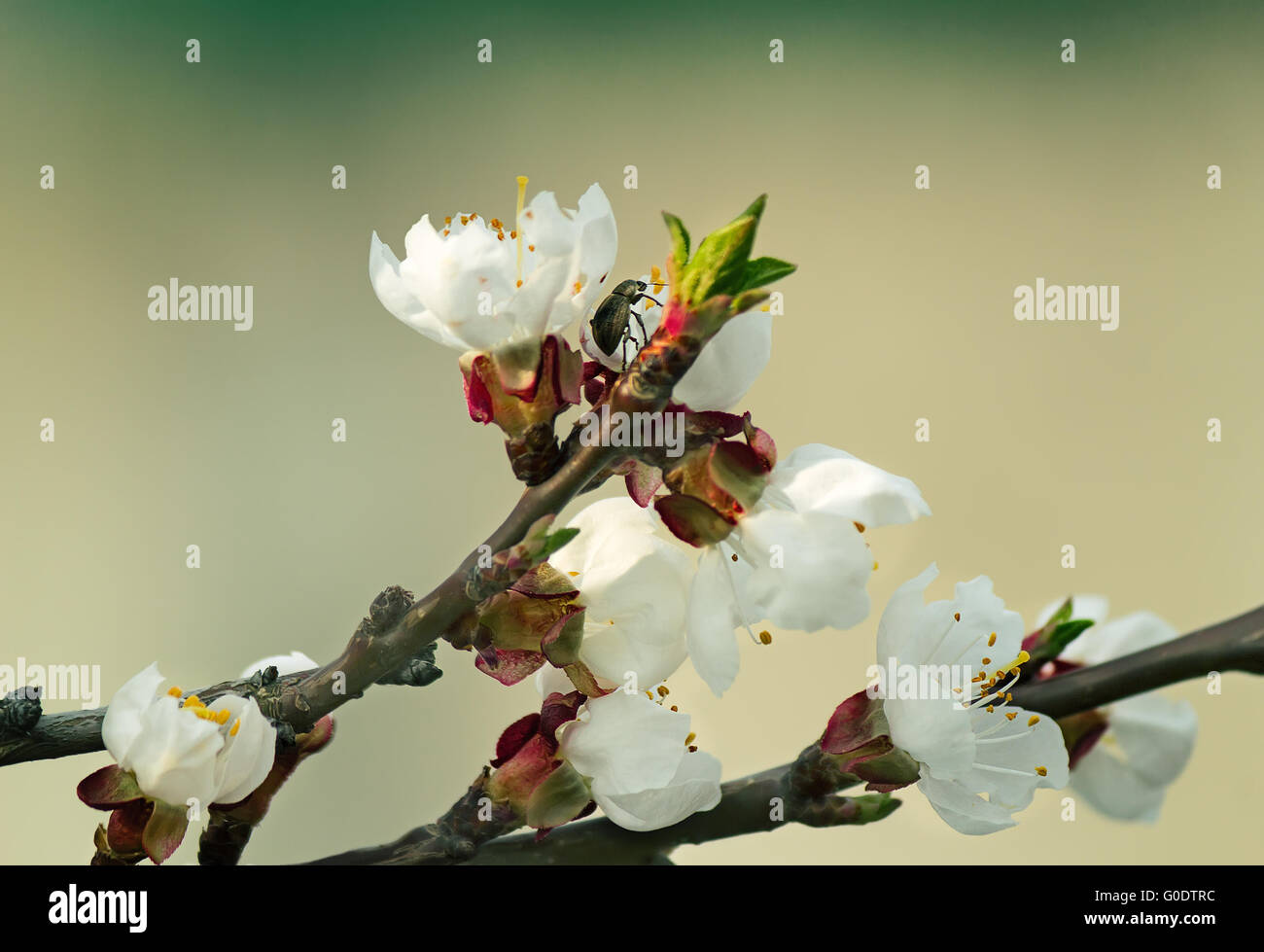 Blooming apricot and insect in the sky Stock Photo - Alamy