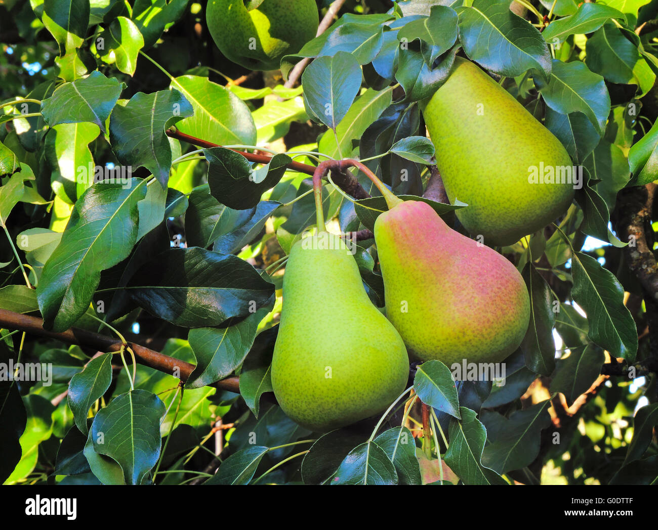 Three plant growth hi-res stock photography and images - Alamy