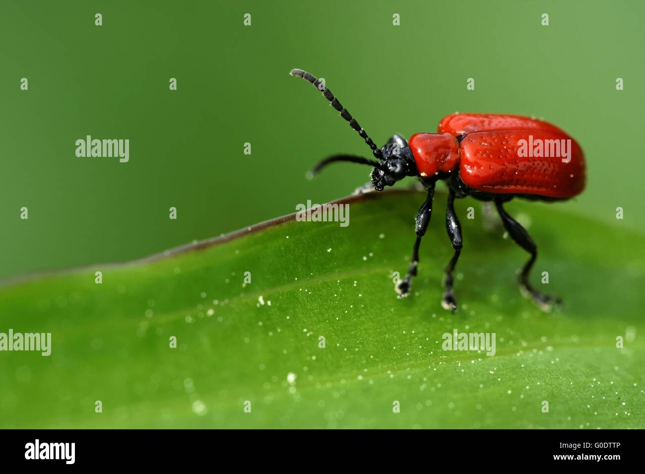 Lily beetle isolated hi-res stock photography and images - Alamy