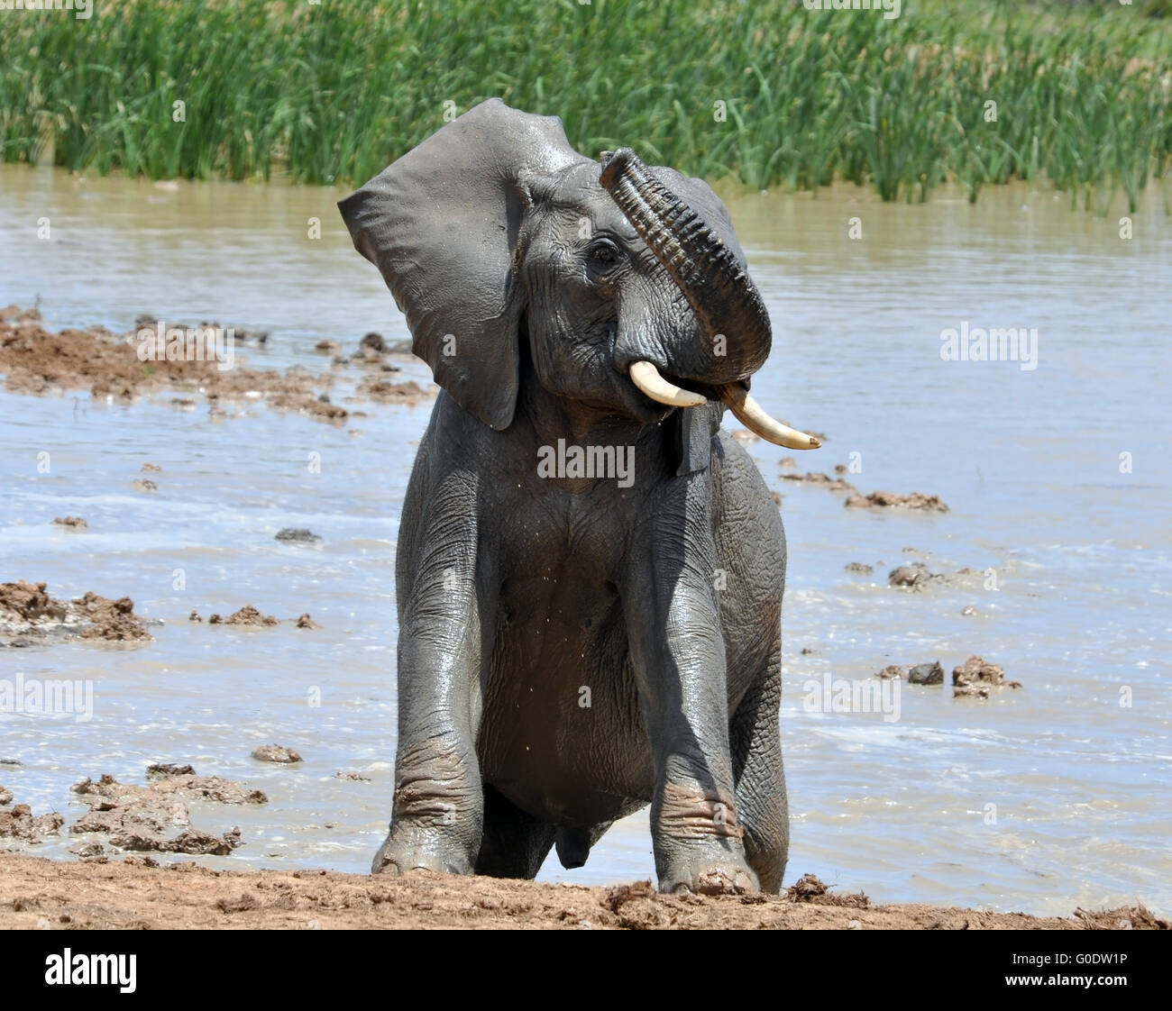Strong elephant hi-res stock photography and images - Alamy