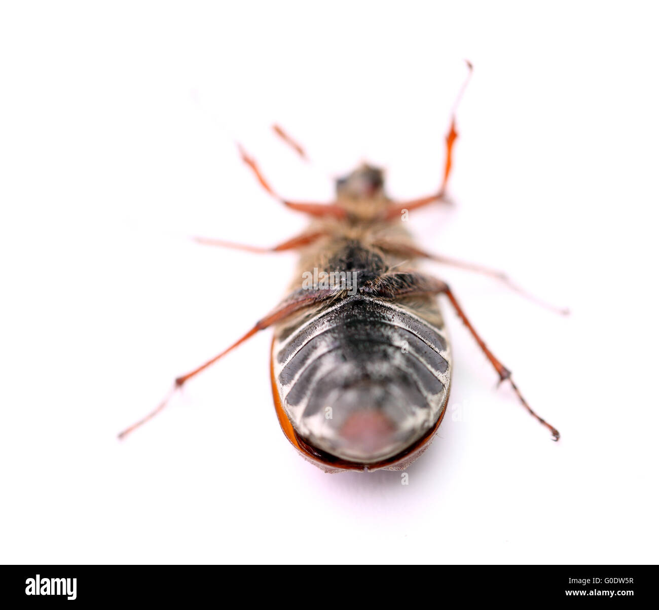 Insecte hi-res stock photography and images - Alamy