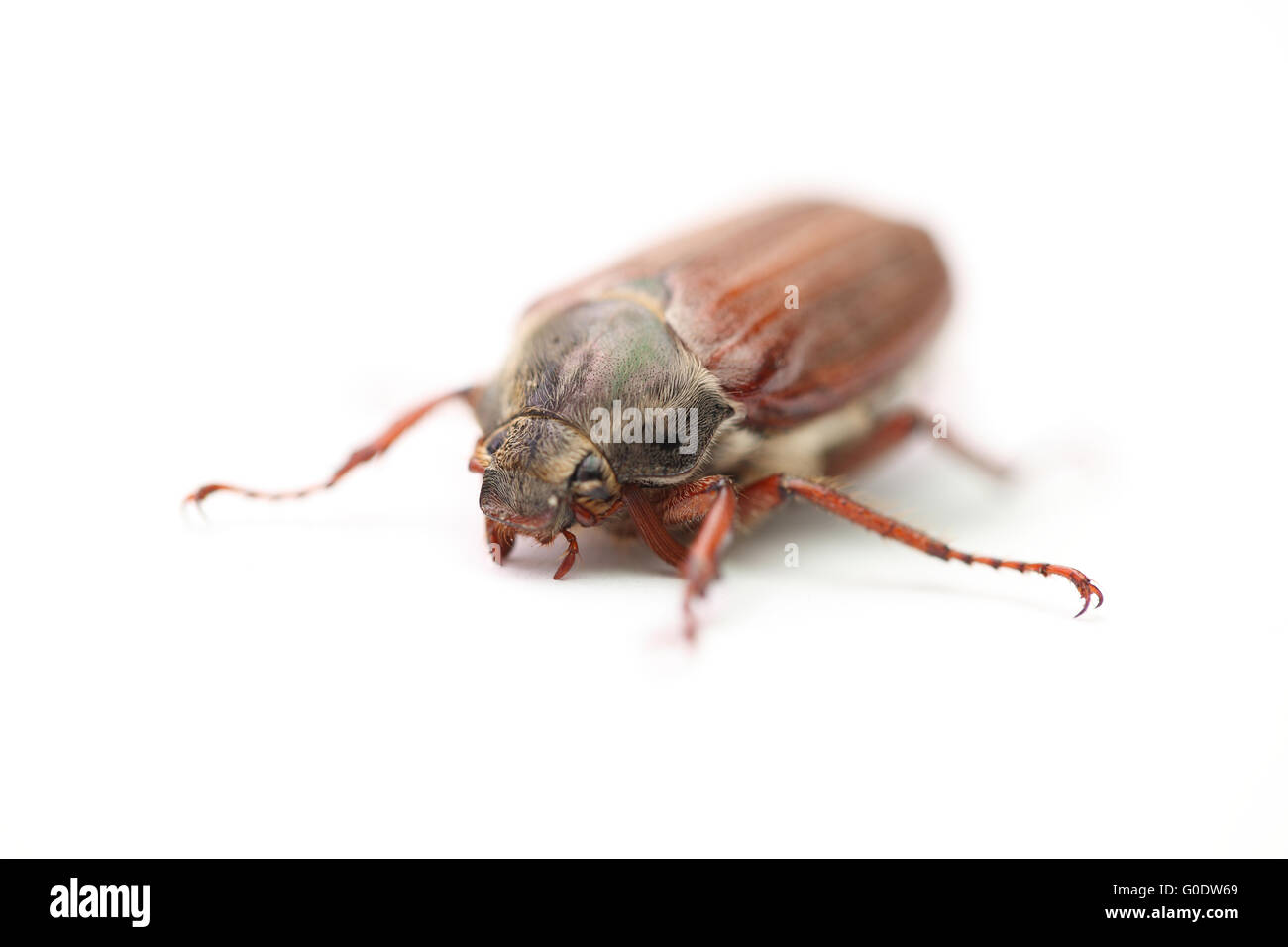 Insecte hi-res stock photography and images - Alamy