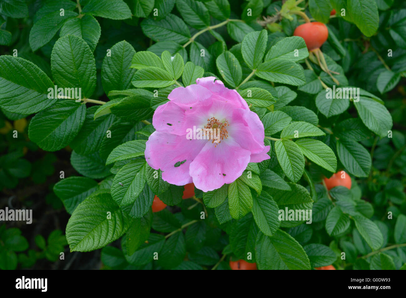 Canker rose, North, Canada Stock Photo - Alamy