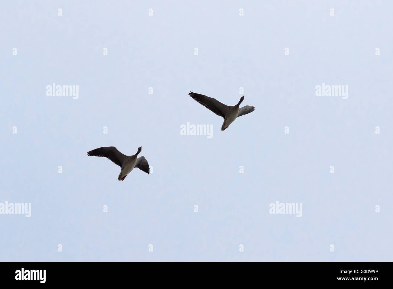 Fliegende wildgans hi-res stock photography and images - Alamy