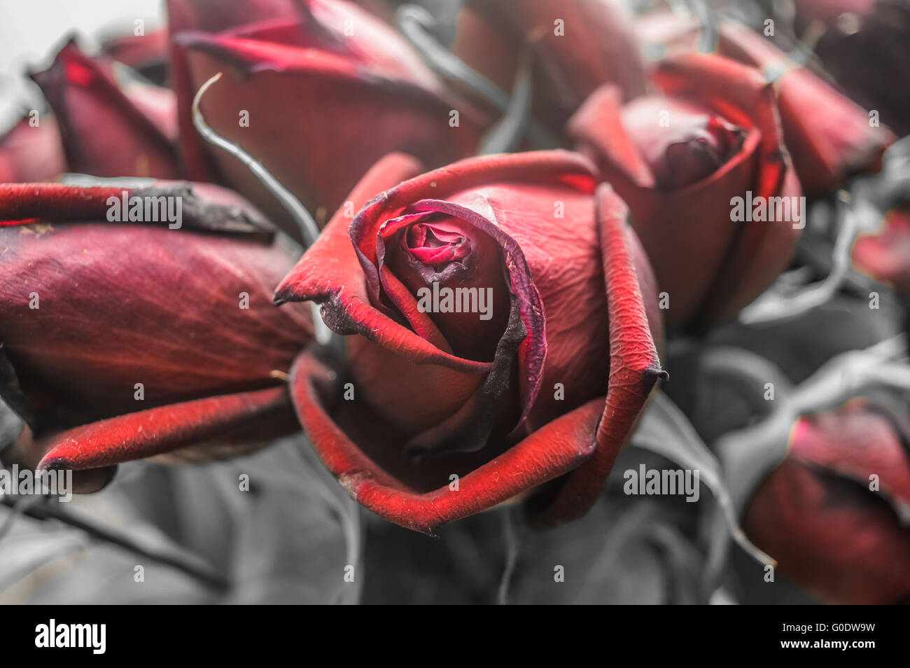 Beautiful faded red roses in a grey background Stock Photo - Alamy