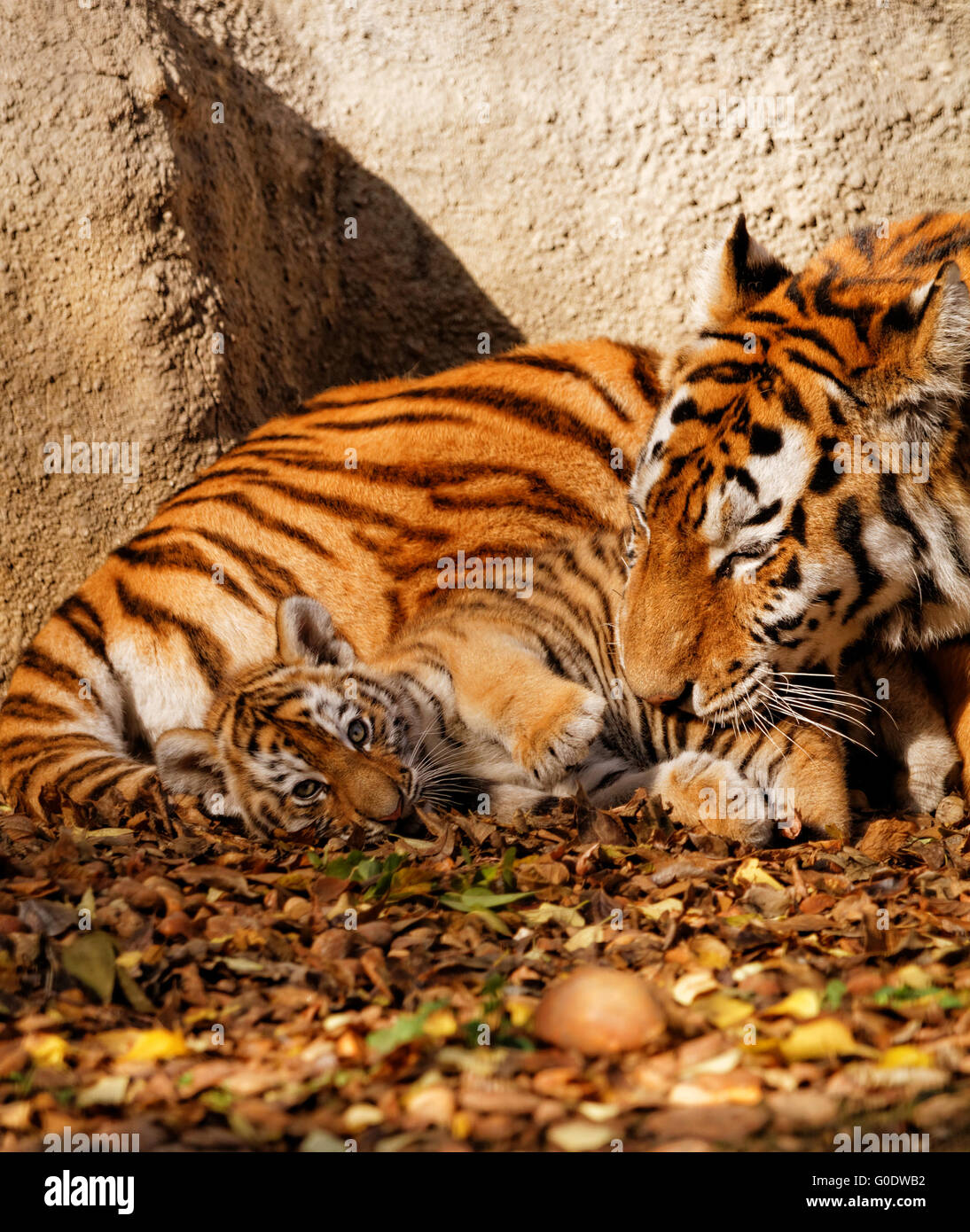 The tiger mum in the zoo with her tiger cub - sunny photo Stock Photo ...