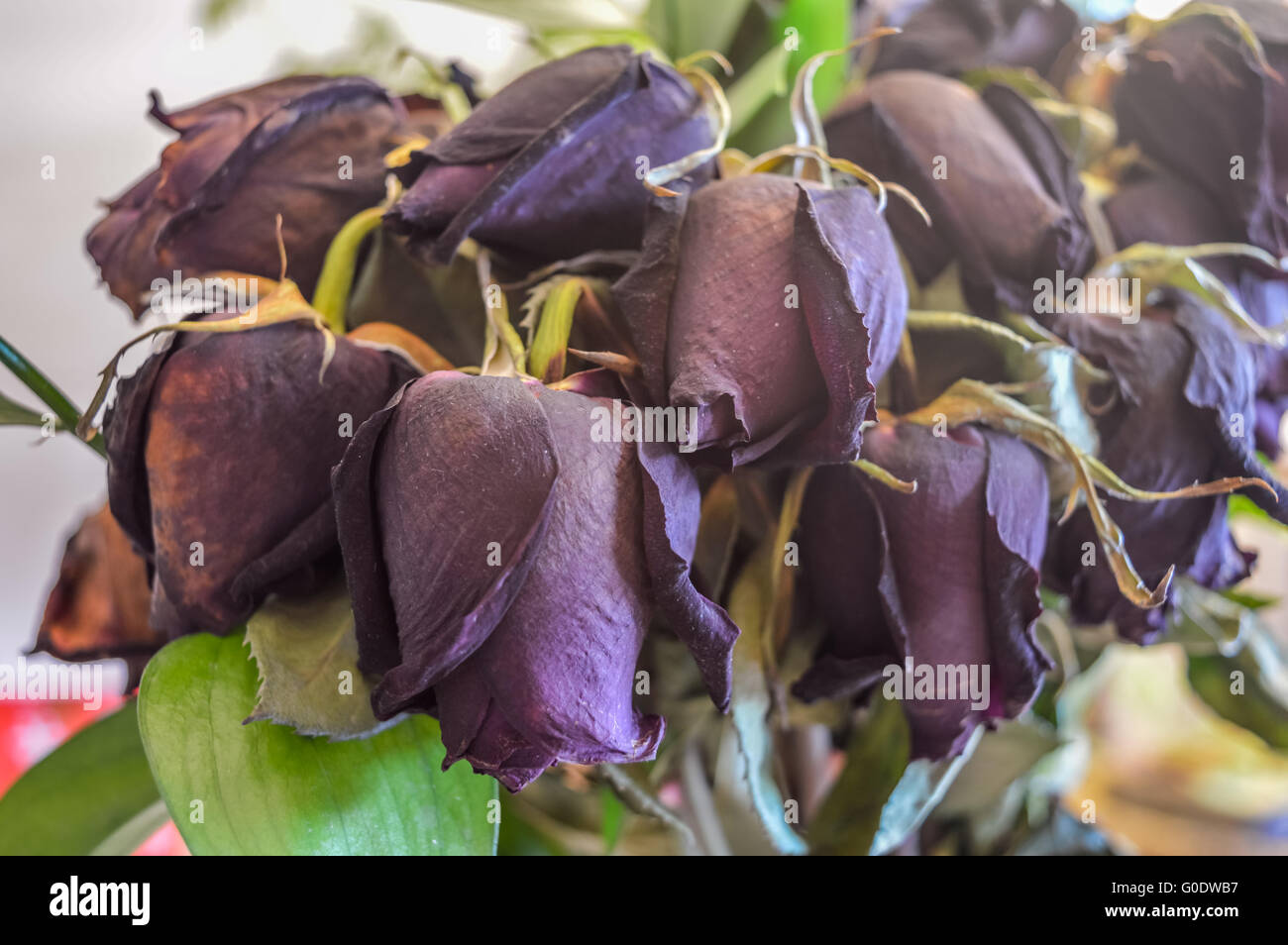 Beautiful faded red roses Stock Photo - Alamy