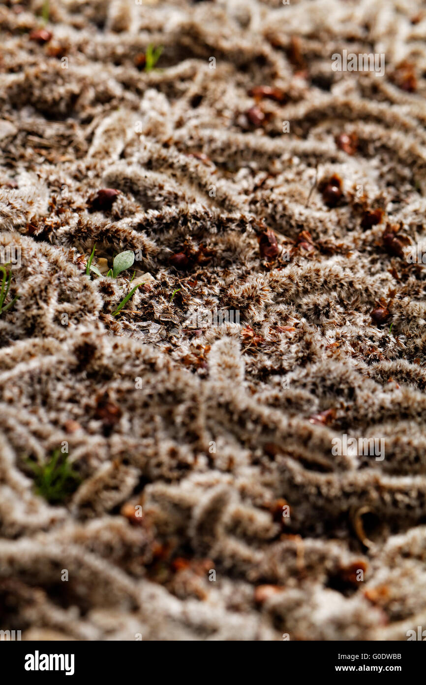 Brown tree crop in the forest in autumn Stock Photo - Alamy