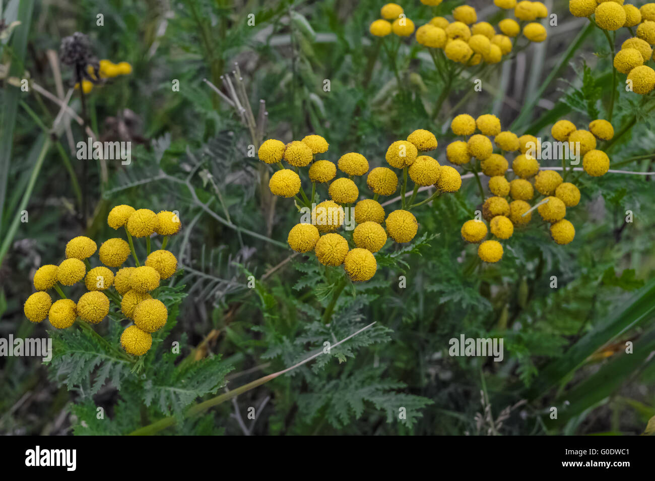 Tansy Tanacetum vulgare wild plant in summer Stock Photo - Alamy
