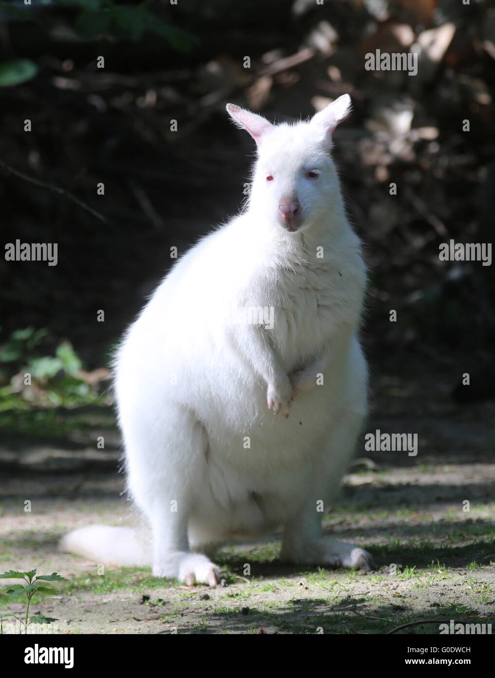 Albino animal hi-res stock photography and images - Alamy