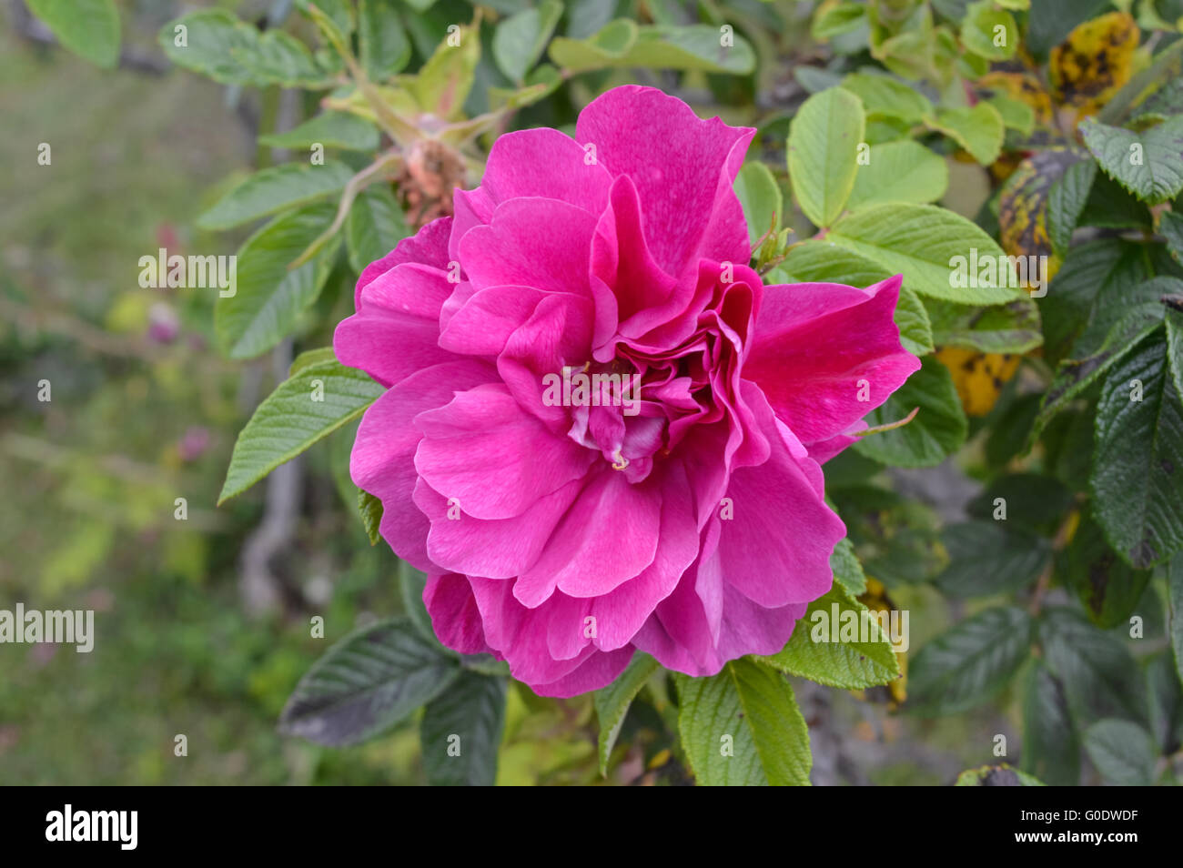 Canker rose, North, Canada Stock Photo - Alamy