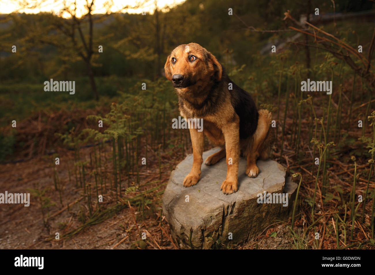 Funny ginger dog stands hi-res stock photography and images - Alamy