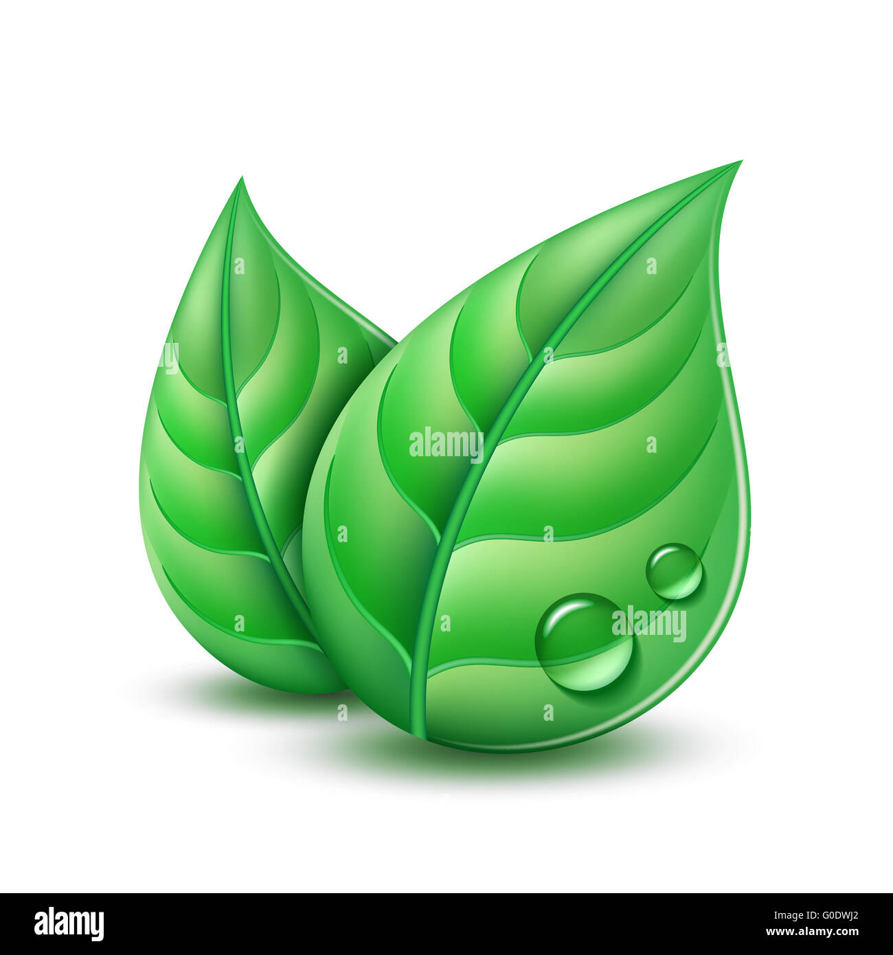 Two green leaves Stock Photo - Alamy