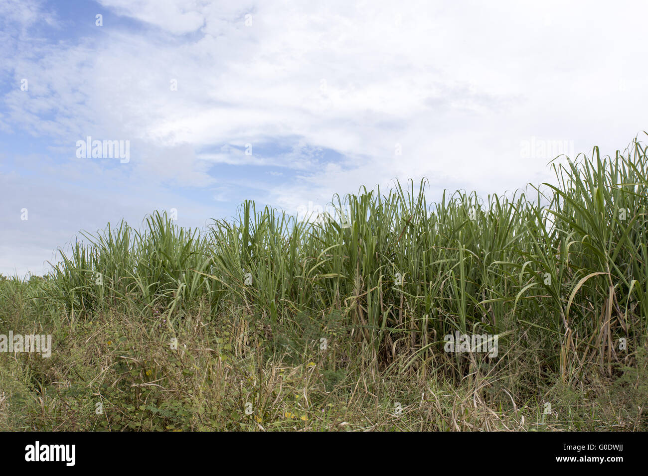 Sugar Cane Harvest Cuba Stock Photos & Sugar Cane Harvest Cuba Stock ...