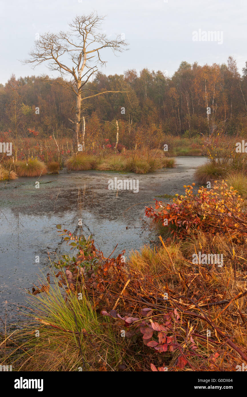 Swamp in Germany Stock Photo - Alamy