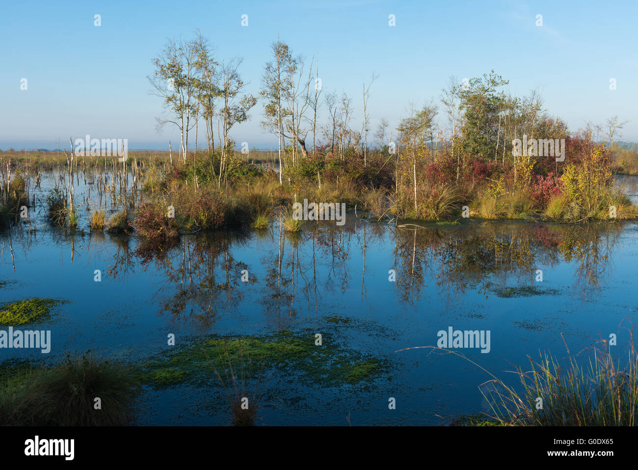 Swamp in Germany Stock Photo - Alamy