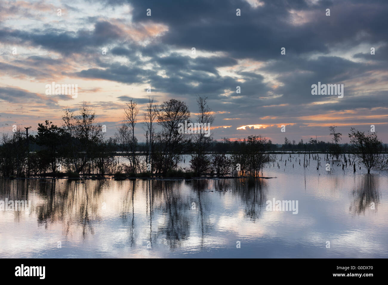 Swamp in Germany Stock Photo - Alamy